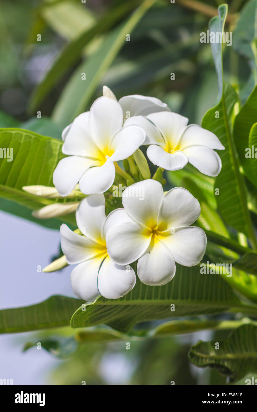 Plumeria tree Banque de photographies et d’images à haute résolution - Alamy