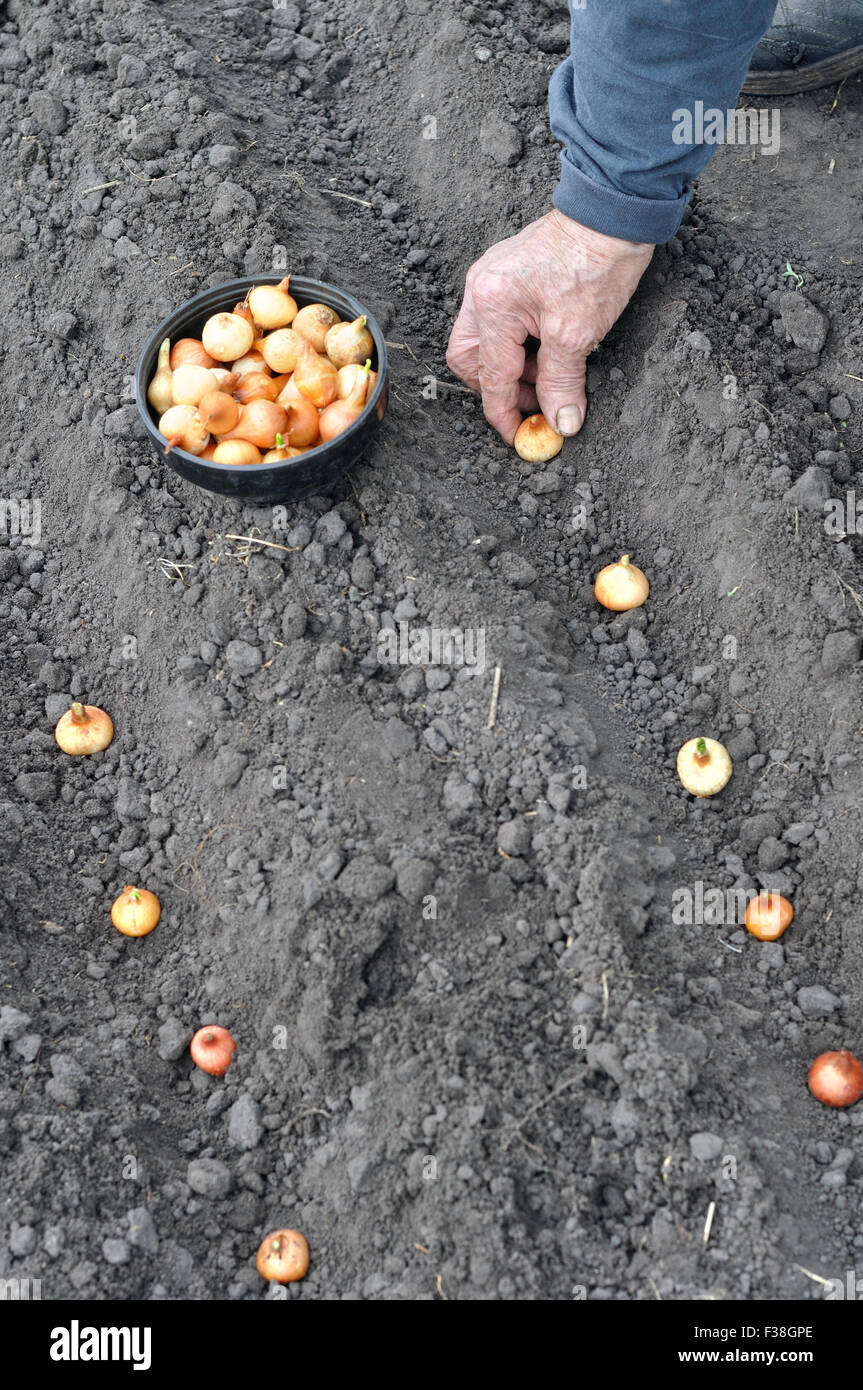 Graines d'oignons Banque de photographies et d’images à haute ...