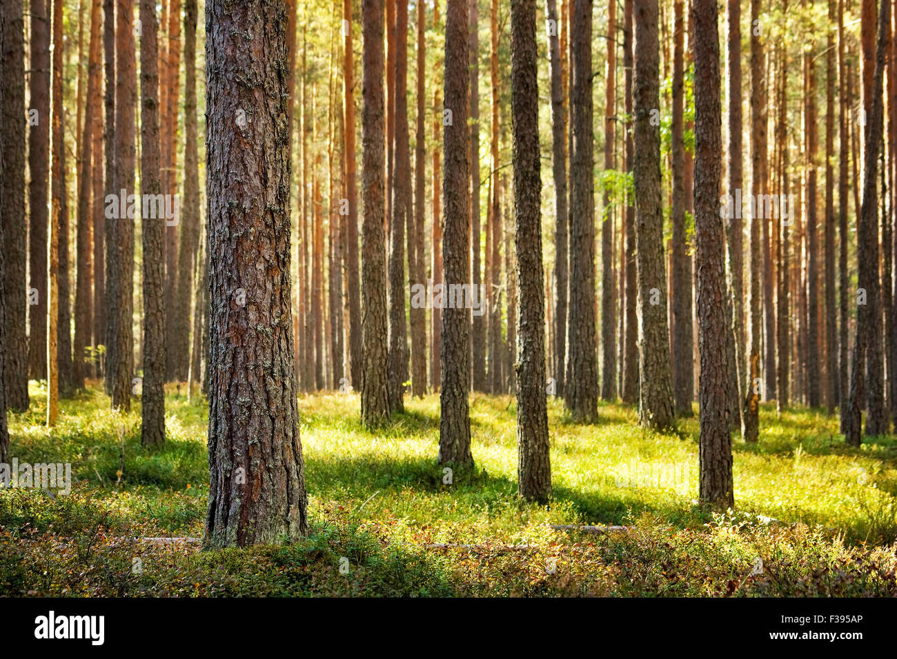 Forêt de pins Banque de photographies et d’images à haute résolution ...