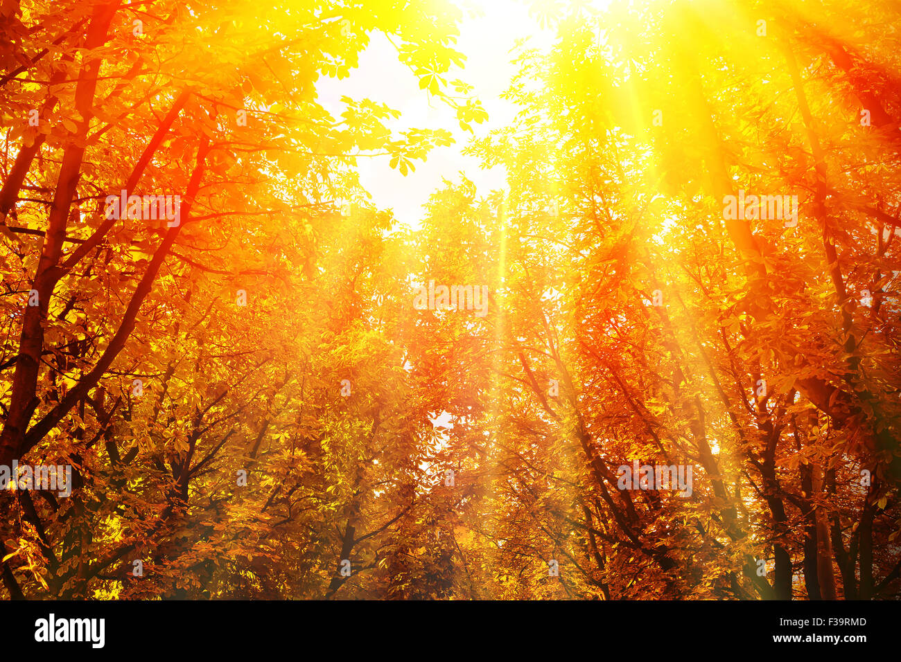 Soleil de la forêt Banque de photographies et d’images à haute ...