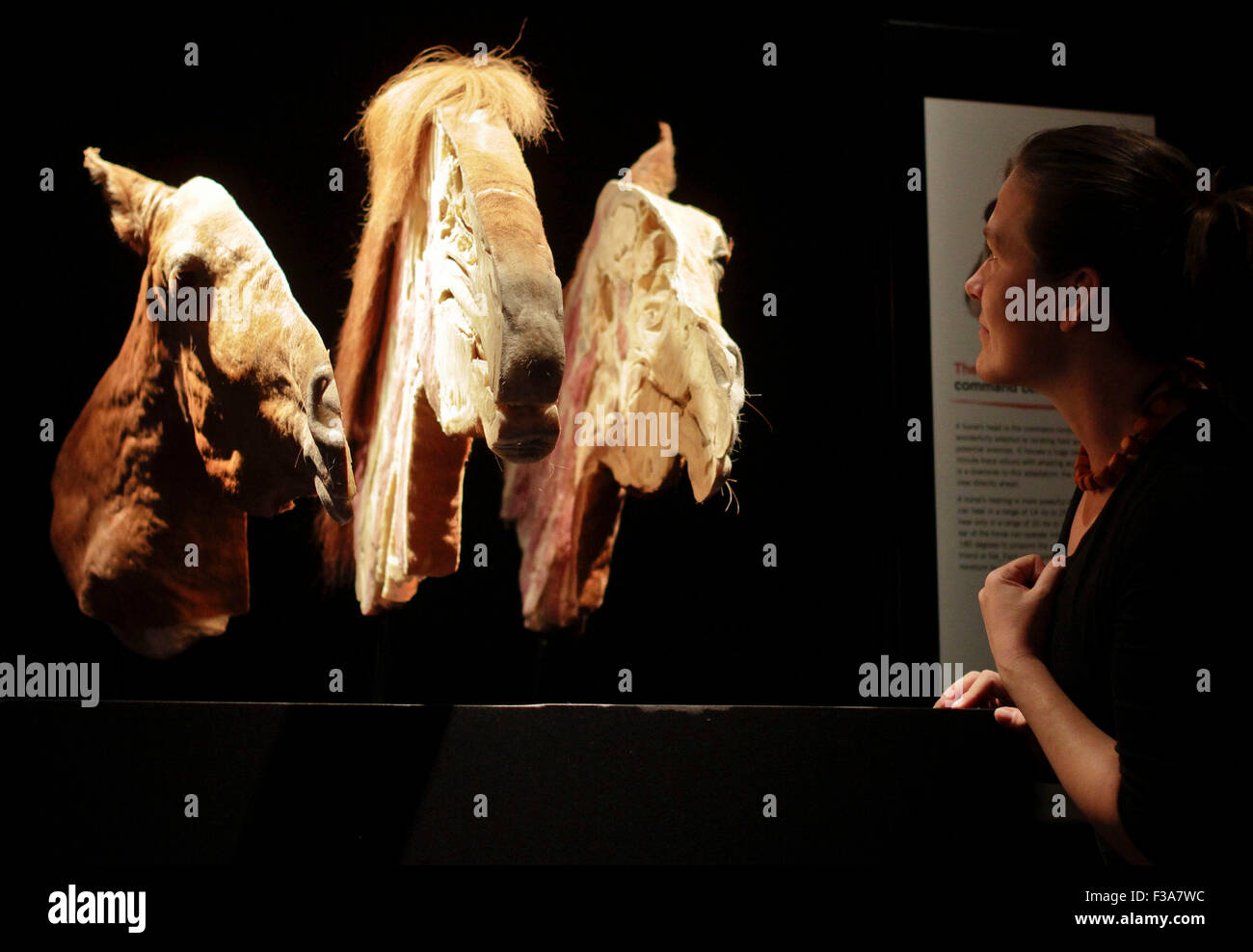 Plastination plastinée Banque de photographies et d’images à haute ...