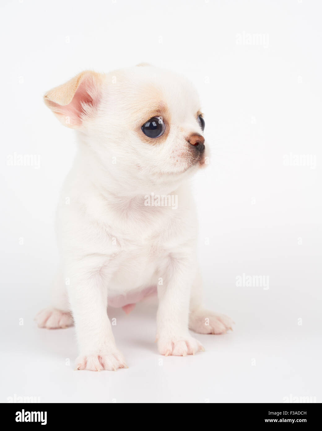 Images De Jolis Chiots Blancs