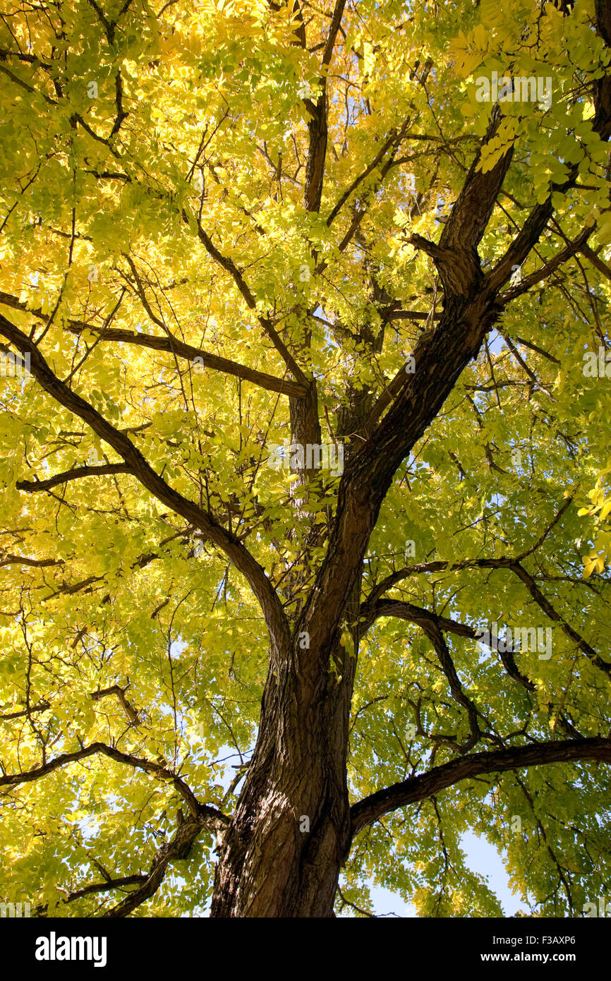 Acacia robinia pseudoacacia frisia Banque de photographies et d’images ...