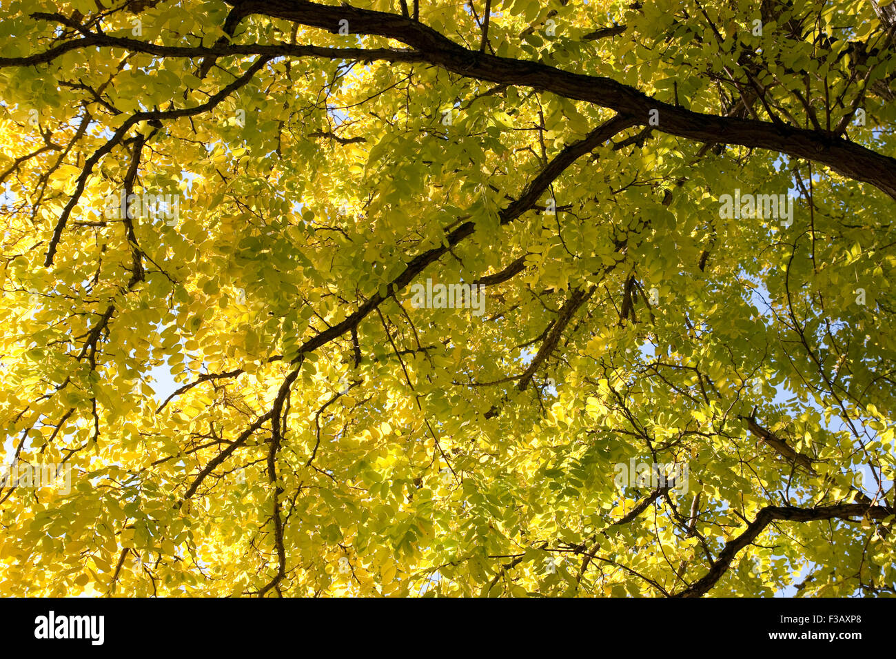 Acacia robinia pseudoacacia frisia Banque de photographies et d’images ...