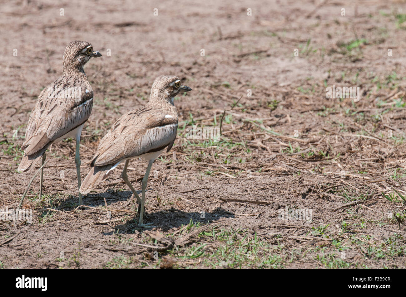 La vue arrière de deux épais eau-genoux montrant leur coloration ...