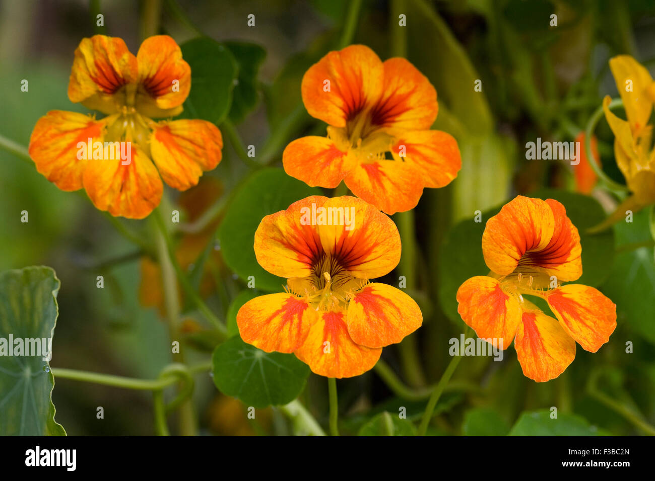 Fleur de capucine et abeille Banque de photographies et d’images à ...