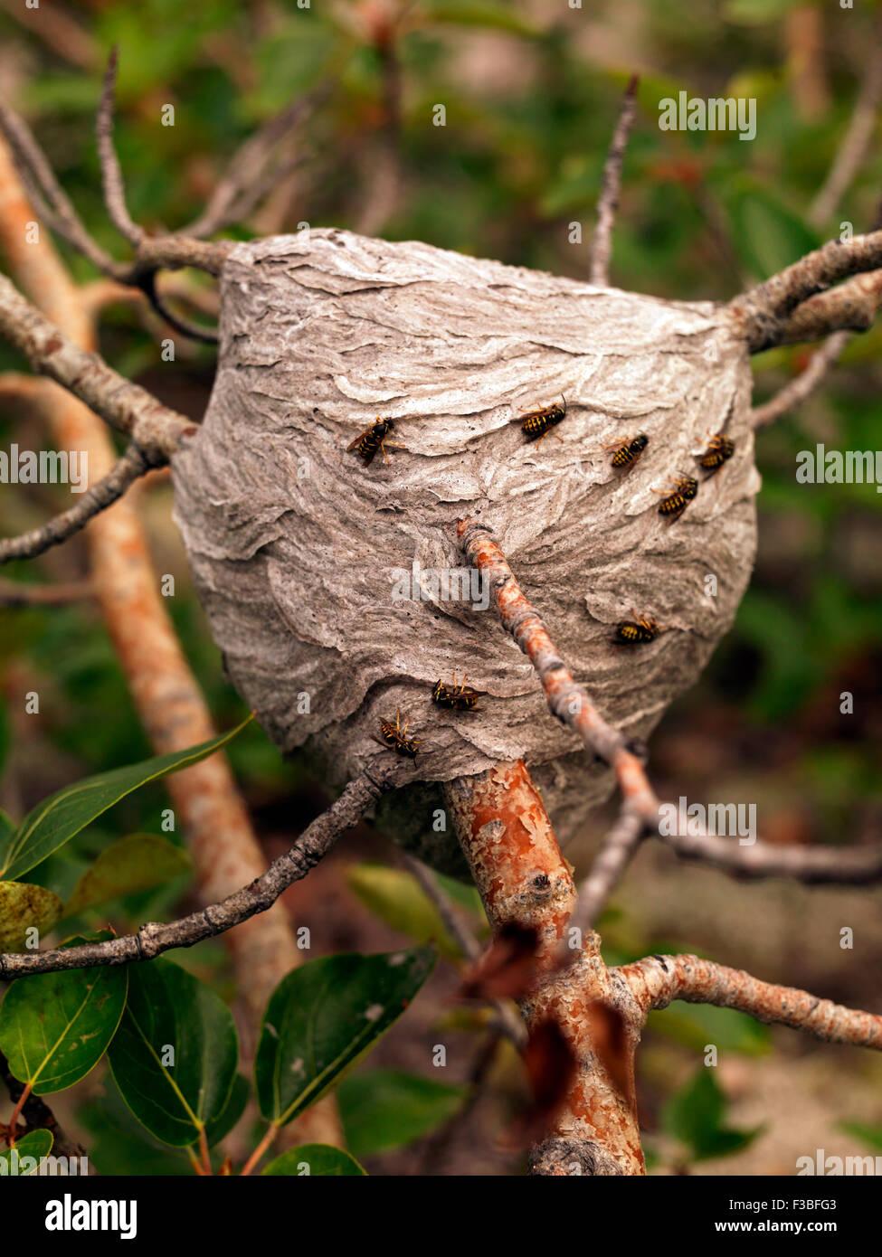 Ruche arbre Banque de photographies et d’images à haute résolution - Alamy