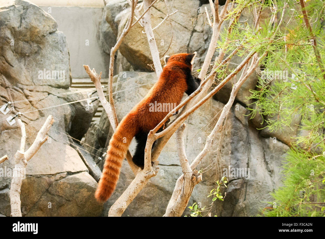 Arbre panda rouge Banque de photographies et d’images à haute ...
