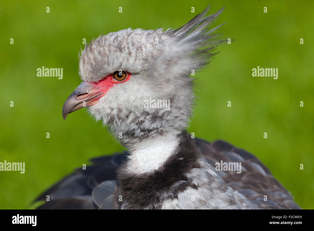 Crested screamer Banque de photographies et d’images à haute résolution ...