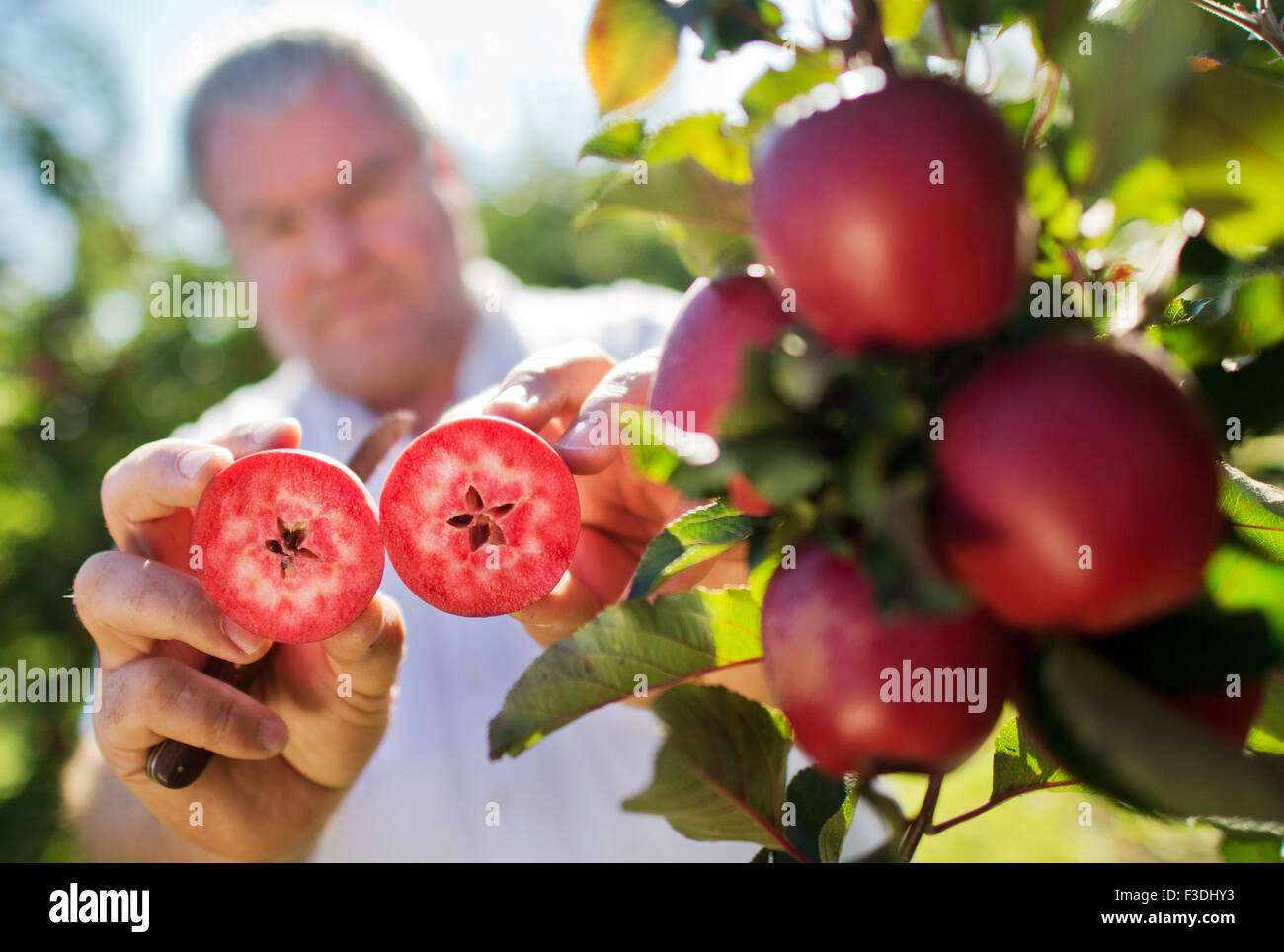 Pommes à chair rouge Banque de photographies et d’images à haute ...