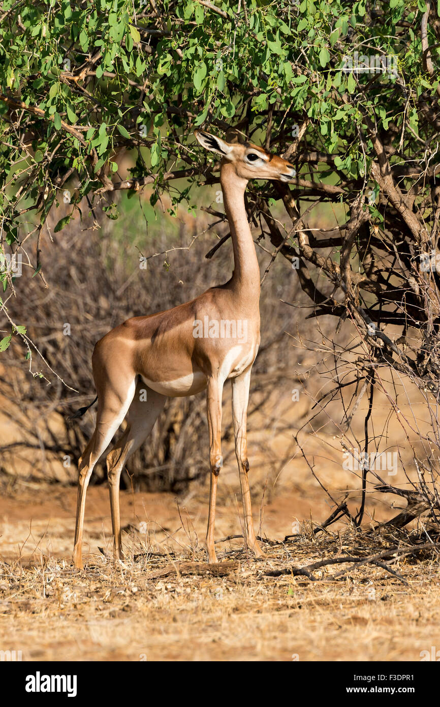 Wallers gazelle Banque de photographies et d’images à haute résolution - Alamy