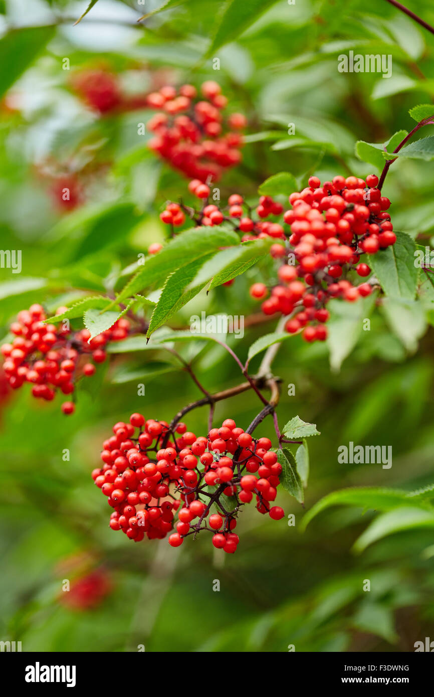 Sorbus aucuparia Banque de photographies et d’images à haute résolution ...