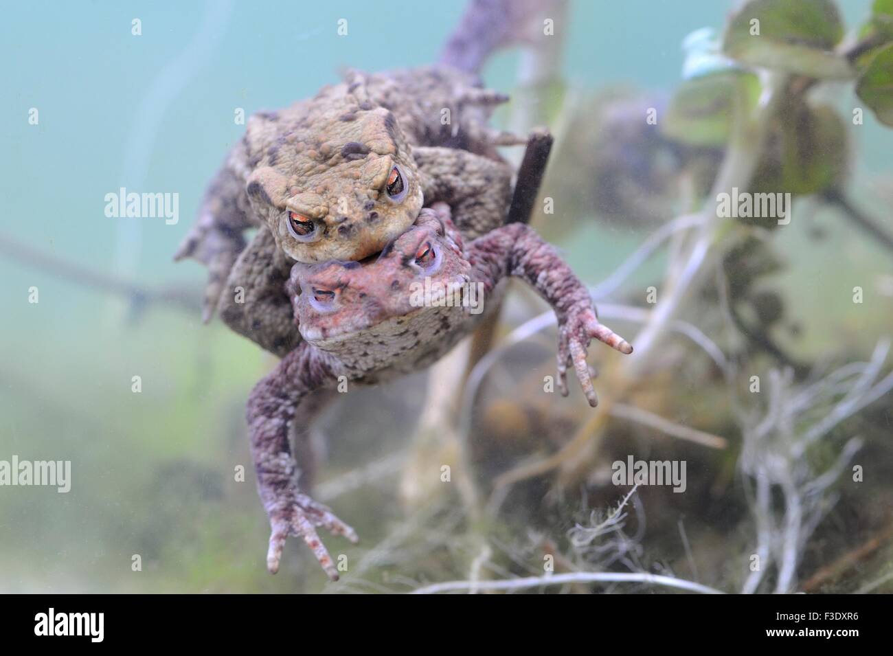Accouplement dans l'eau Banque de photographies et d’images à haute ...