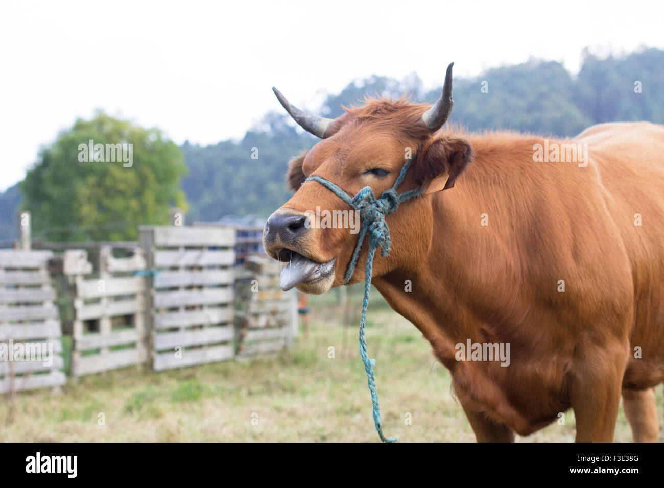Langue de vache dehors Banque de photographies et d’images à haute ...