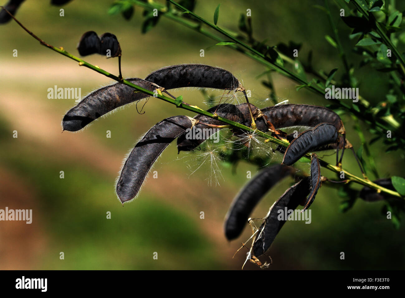 Broom plant Banque de photographies et d’images à haute résolution - Alamy