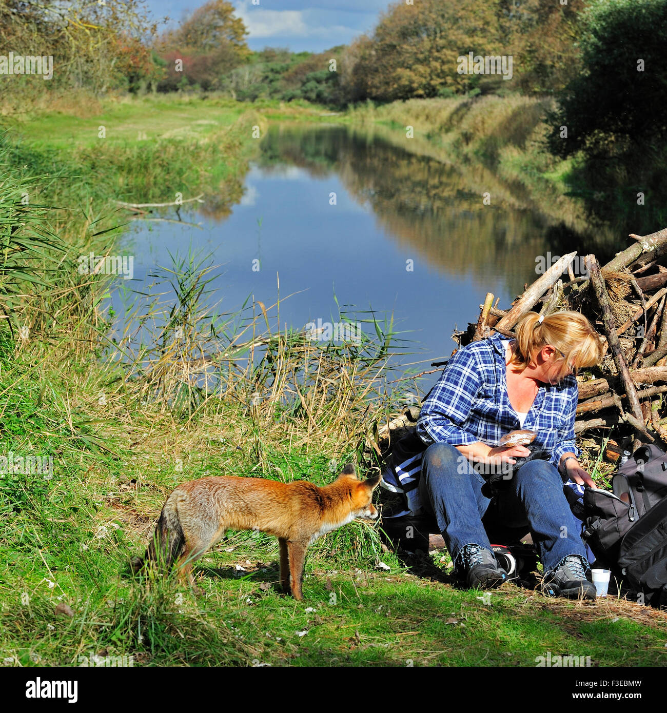 Alimentation du renard Banque de photographies et d’images à haute ...