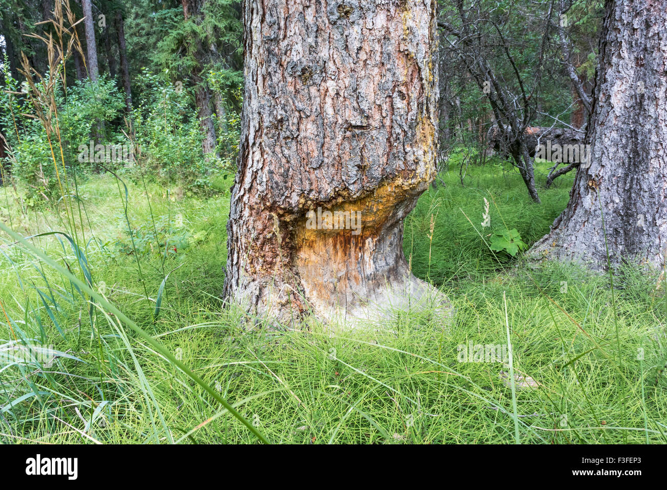 Arbre castor Banque de photographies et d’images à haute résolution - Alamy
