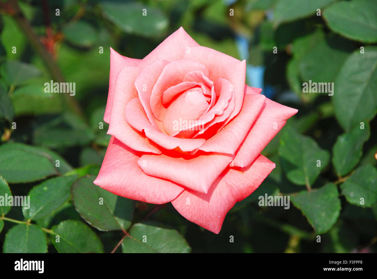 Rose west Banque de photographies et d’images à haute résolution - Alamy