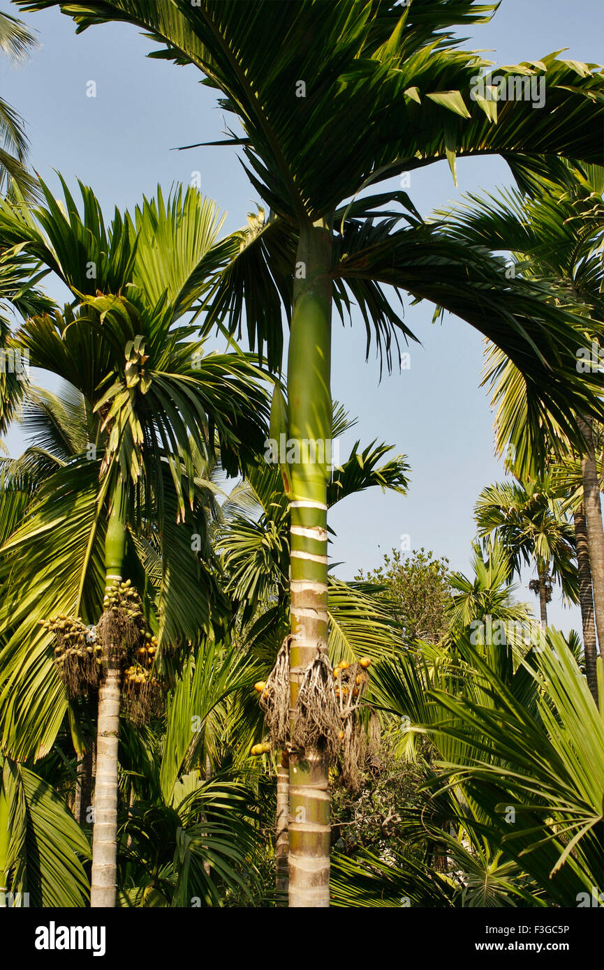 Noix de palmier arec Banque de photographies et d’images à haute ...