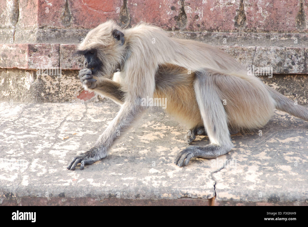 Mangeant de singes de Langur, langur gris, langur de Hanuman, singe de ...