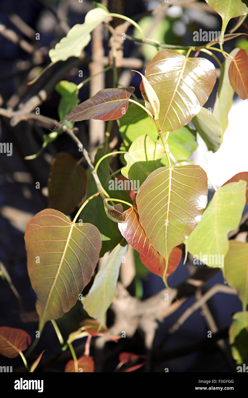 Arbre Pippal, arbre péepal, Ficus religiosa, figuier sacré, arbre bodhi ...