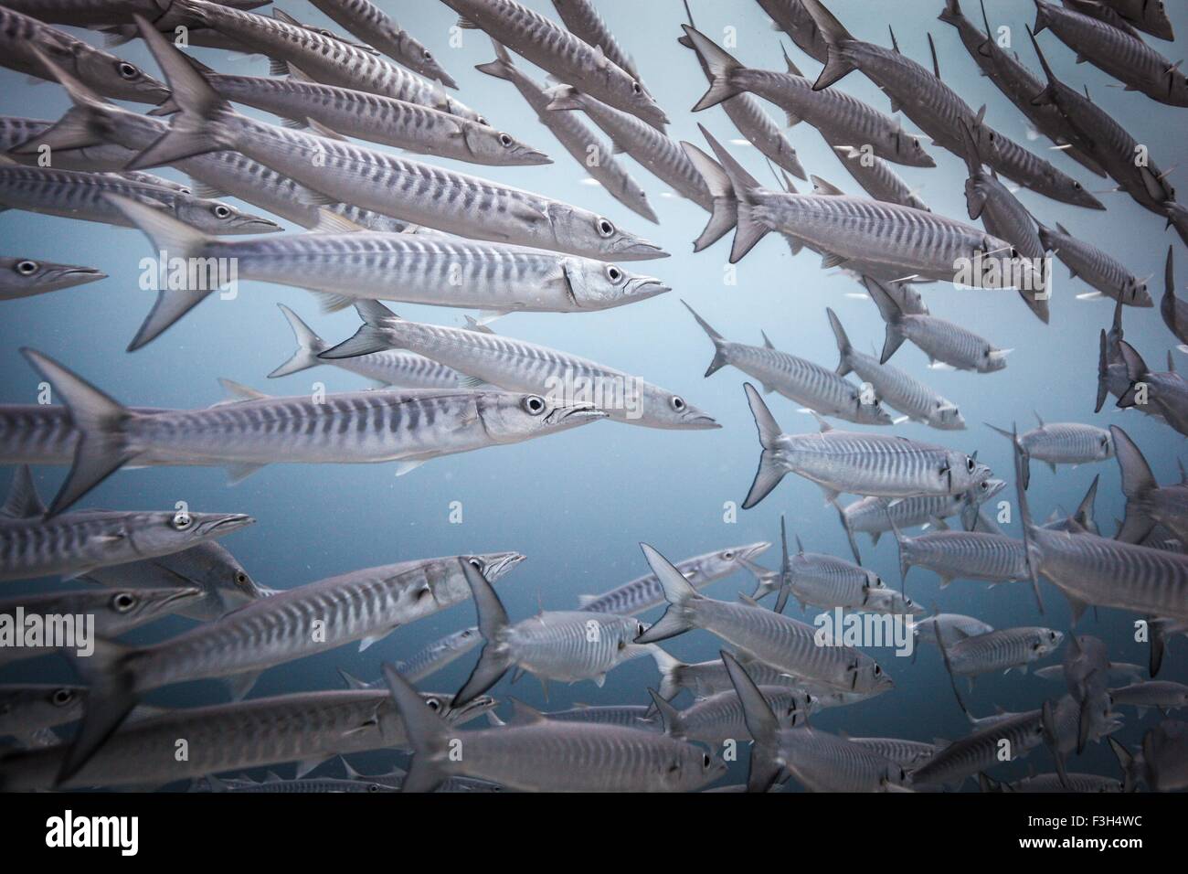 Banc de poissons barracuda nageant sous l'eau Banque de photographies ...