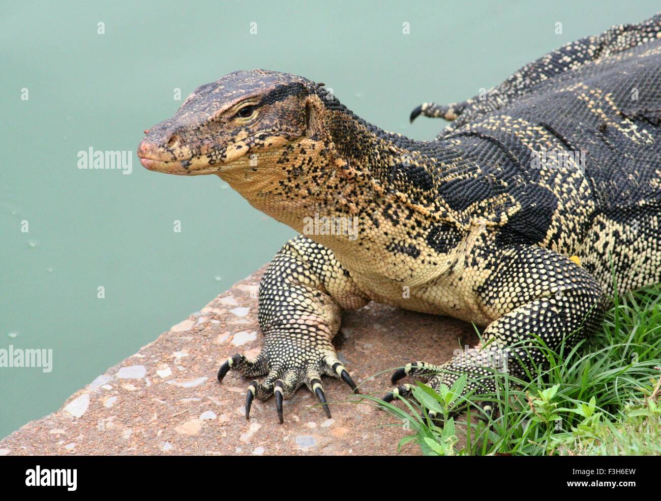 Varan d'eau (Varanus salvator) se dorant dans Parc Lumphini à Bangkok ...
