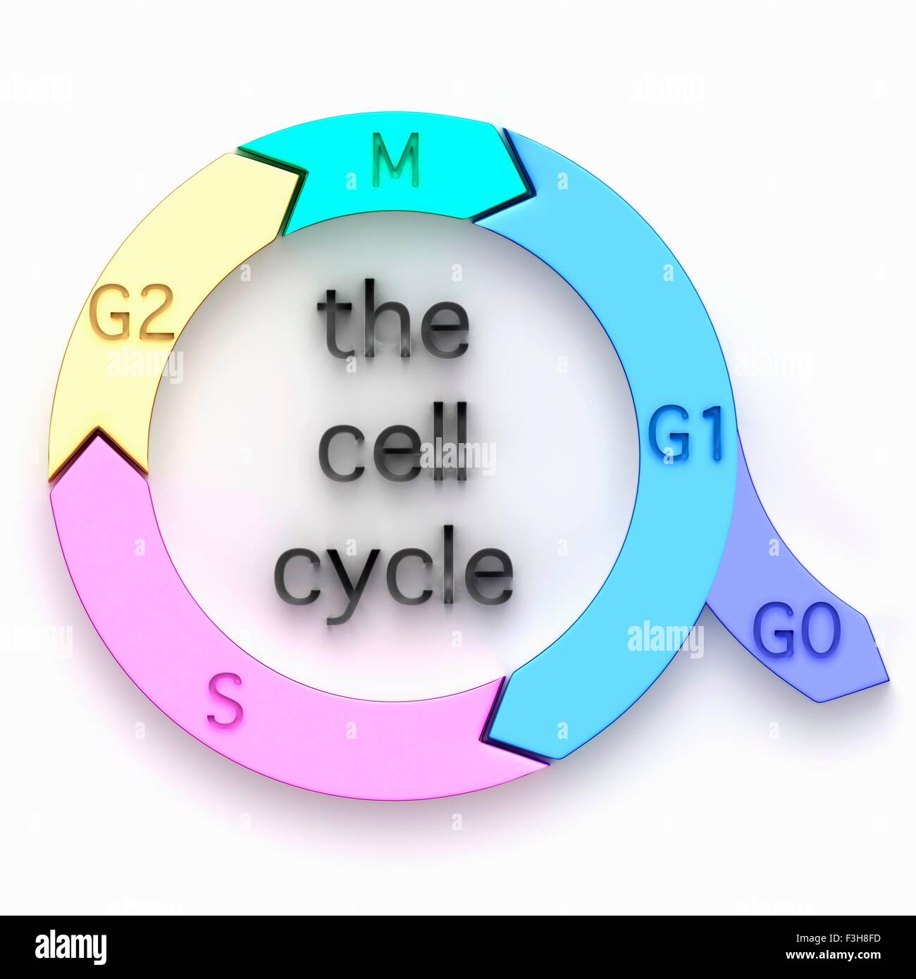 Diagramme du cycle cellulaire Banque de photographies et d’images à ...