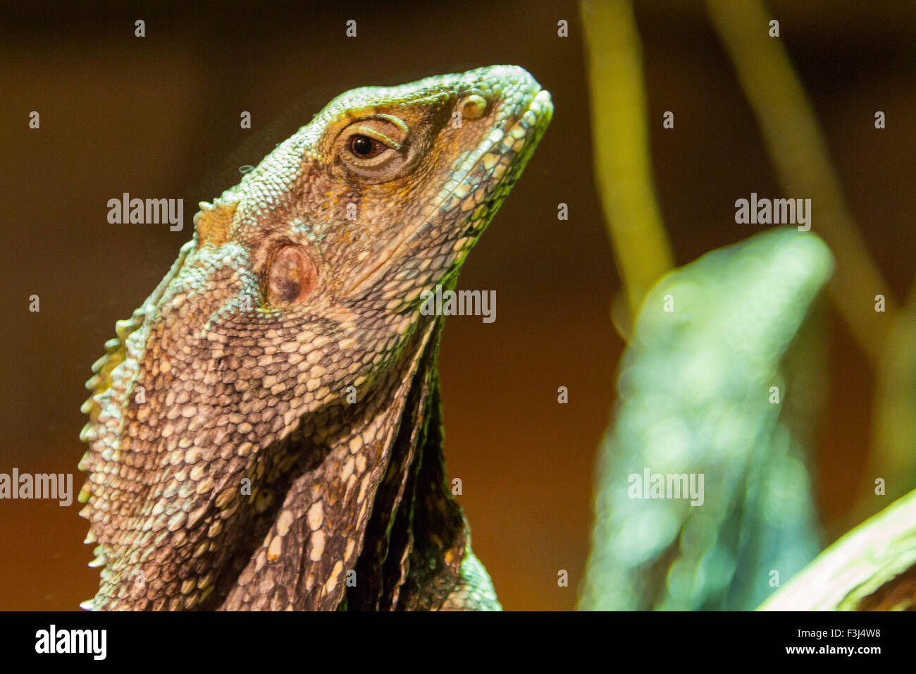 Australia chlamydosaurus kingii Banque de photographies et d’images à ...