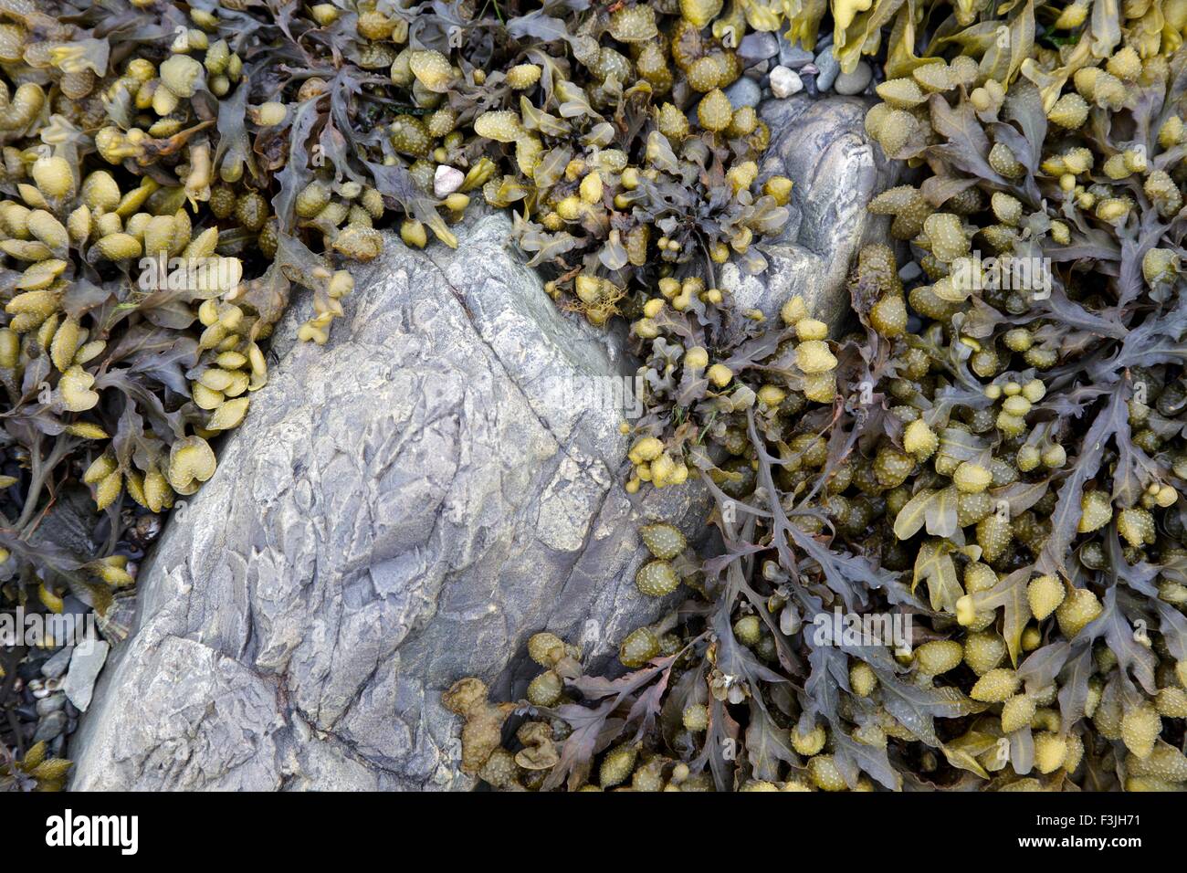 Bladderwrack seaweed Banque de photographies et d’images à haute ...