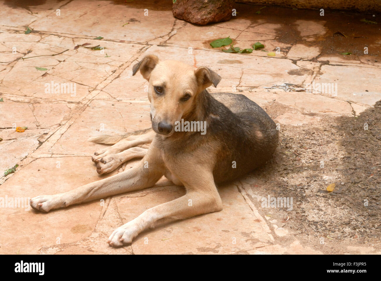 Chiens assis Banque de photographies et d’images à haute résolution - Alamy