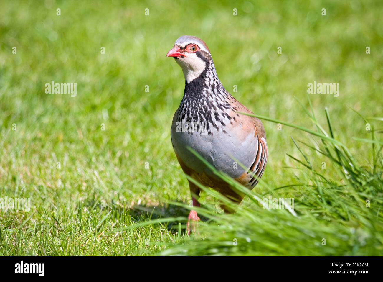 Perdrix sauvage Banque de photographies et d’images à haute résolution ...