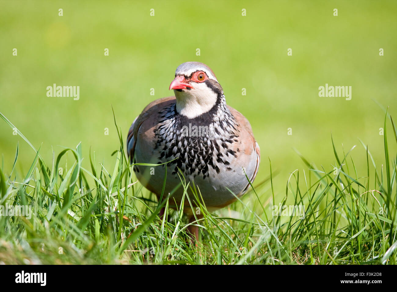 Perdrix sauvage Banque de photographies et d’images à haute résolution ...