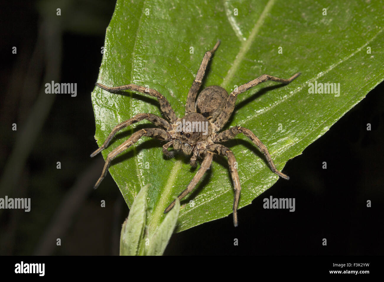 Wolf spider lycosa lycosidae Banque de photographies et d’images à ...