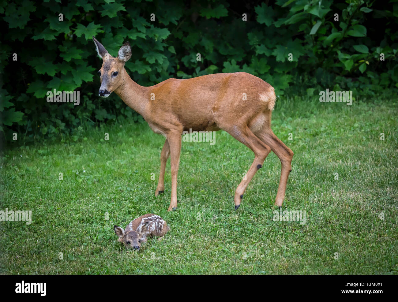 Le chevreuil (Capreolus capreolus) avec un bébé chevreuil Photo Stock ...