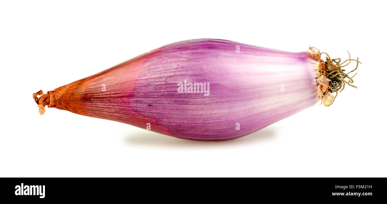 Löwe auf weißem hintergrund Banque de photographies et d’images à haute ...