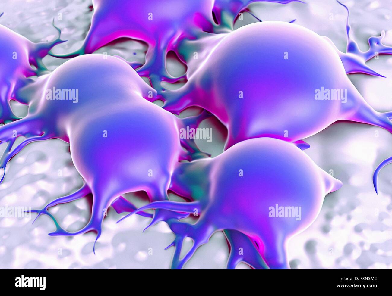 Cellules adipeuses Banque de photographies et d’images à haute ...