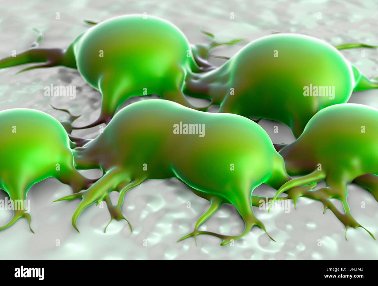 Les cellules adipeuses, illustration Photo Stock - Alamy