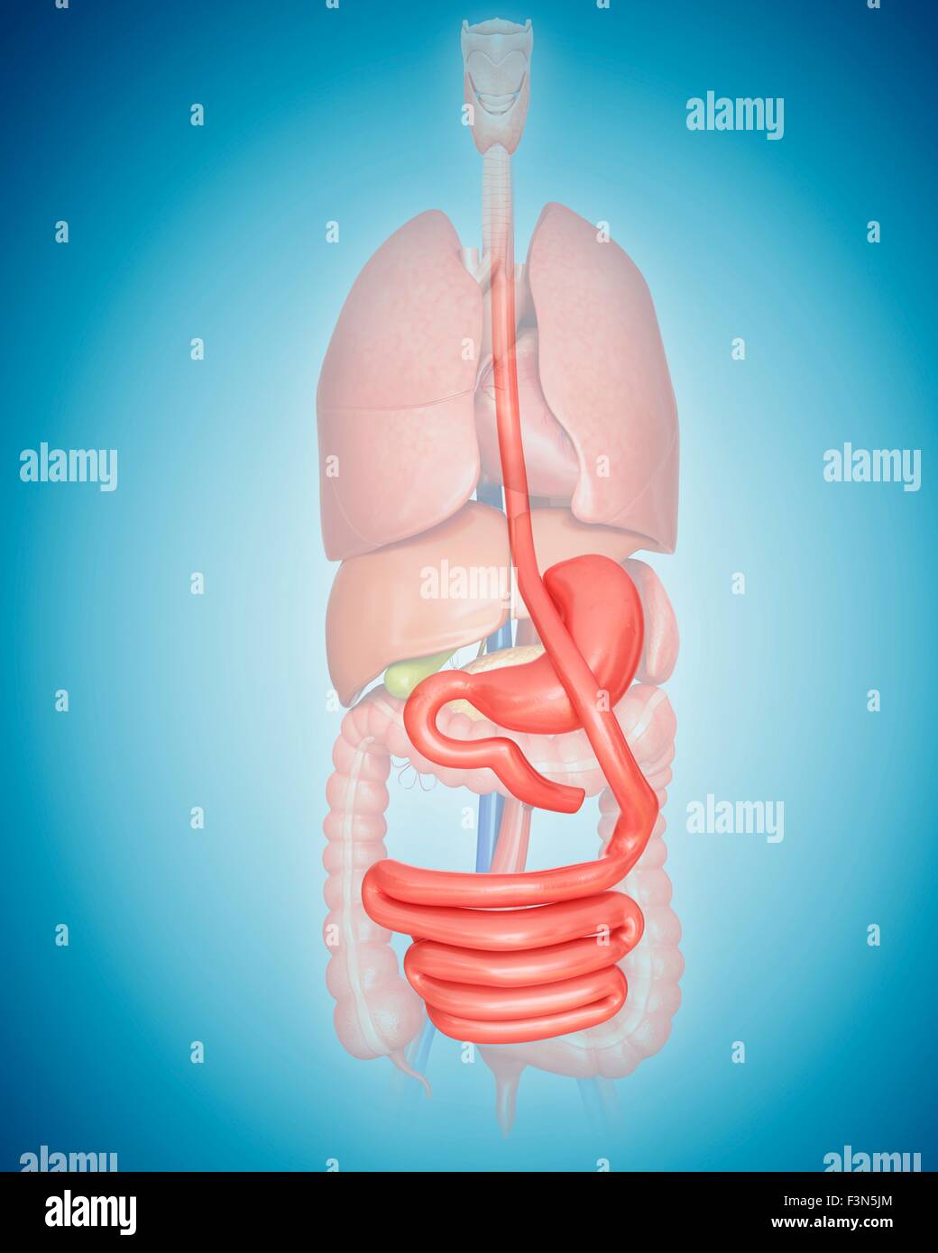 En dérivation gastrique de roux en y Banque de photographies et d’images à haute résolution - Alamy