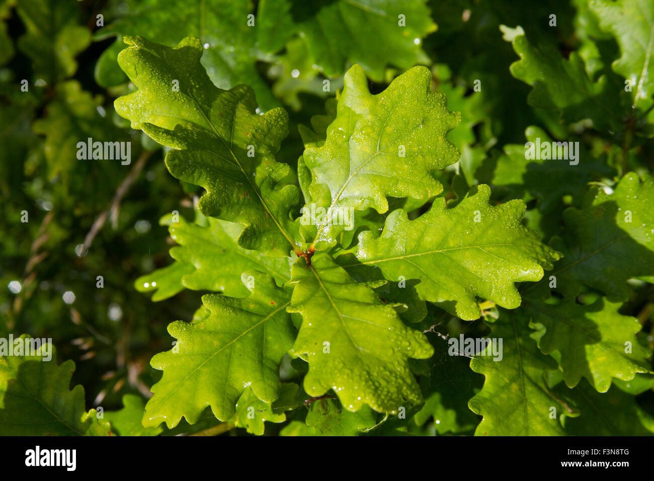 Feuille de chêne vert Banque de photographies et d’images à haute ...