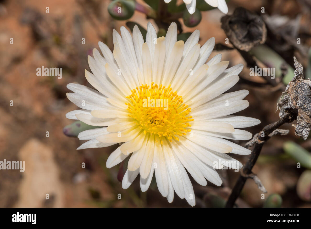 Monilaria obconica, une plante succulente de plus en plus à côté de la ...