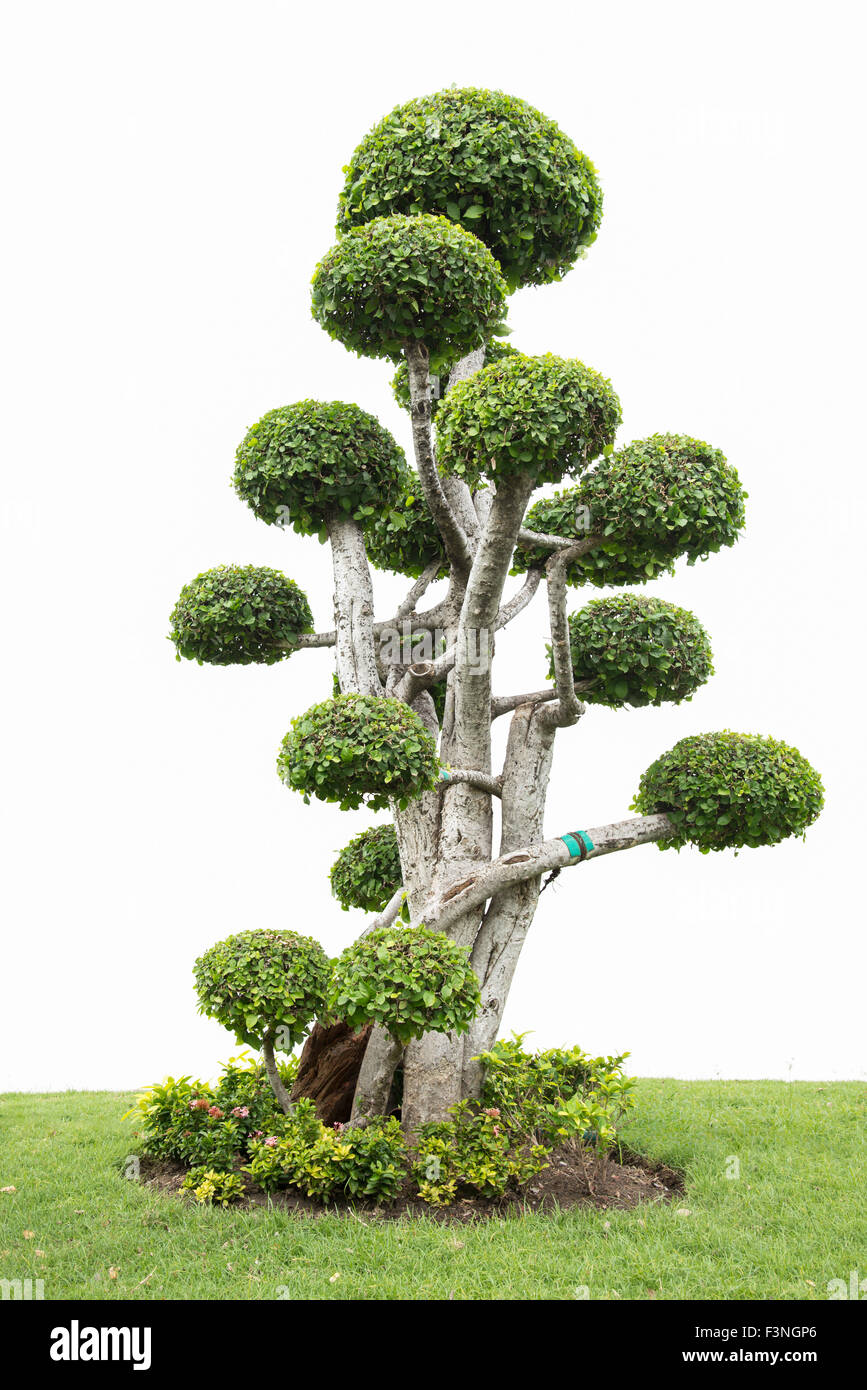 Arbre isolé sur fond blanc Photo Stock - Alamy