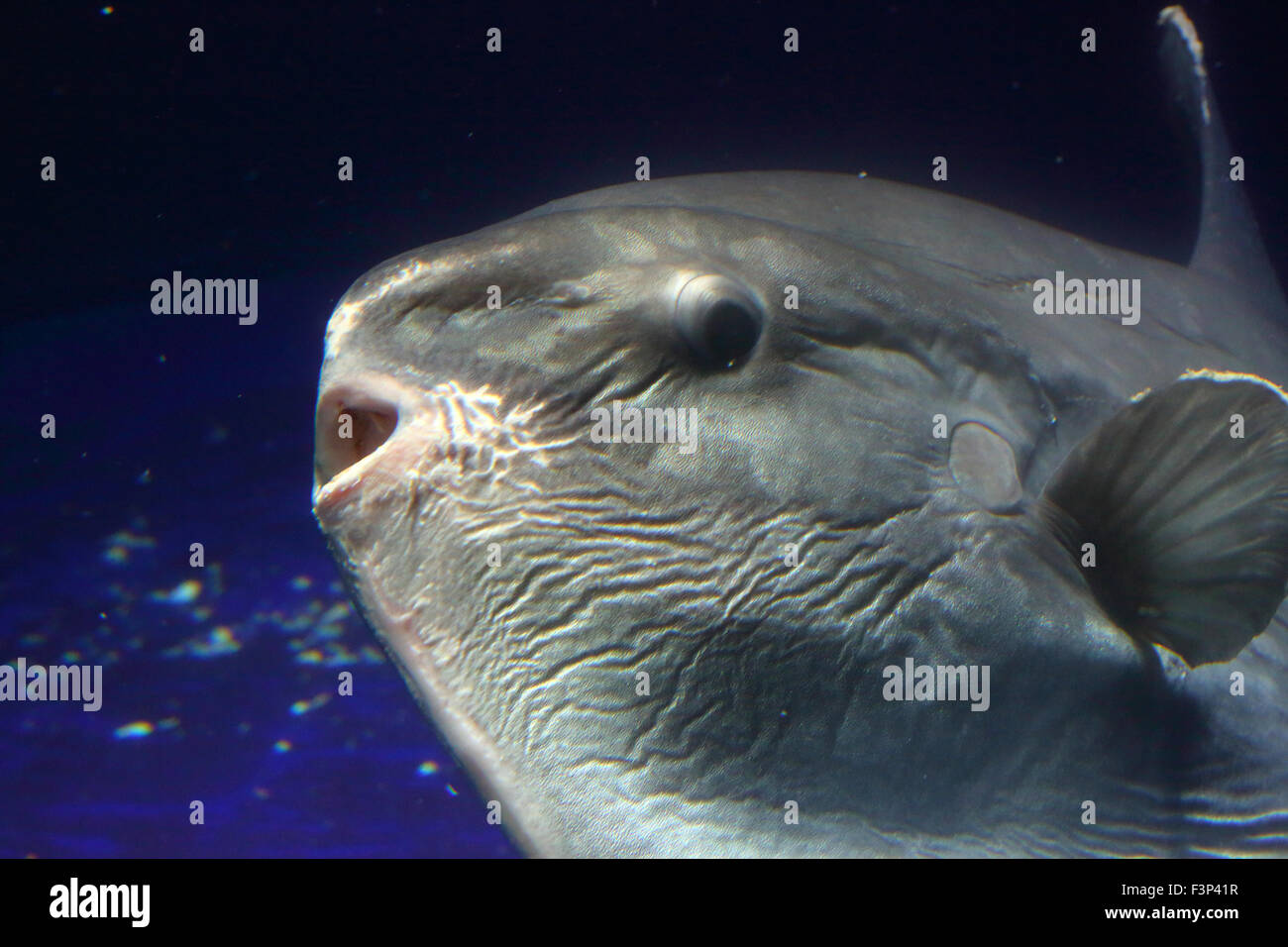 Ocean sunfish mola mola in Banque de photographies et d’images à haute ...