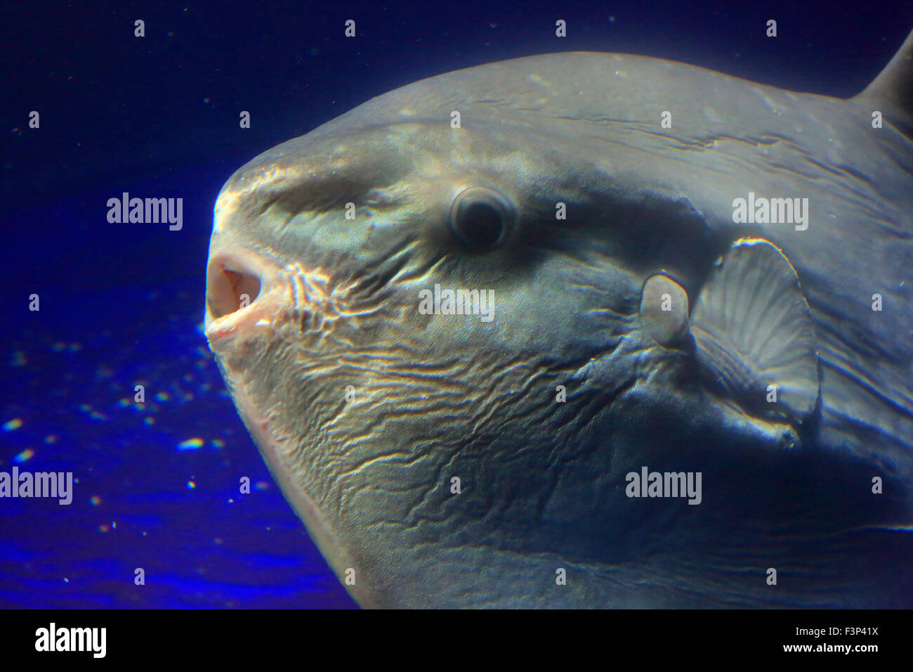 Ocean fish ocean sunfish mola Banque de photographies et d’images à ...