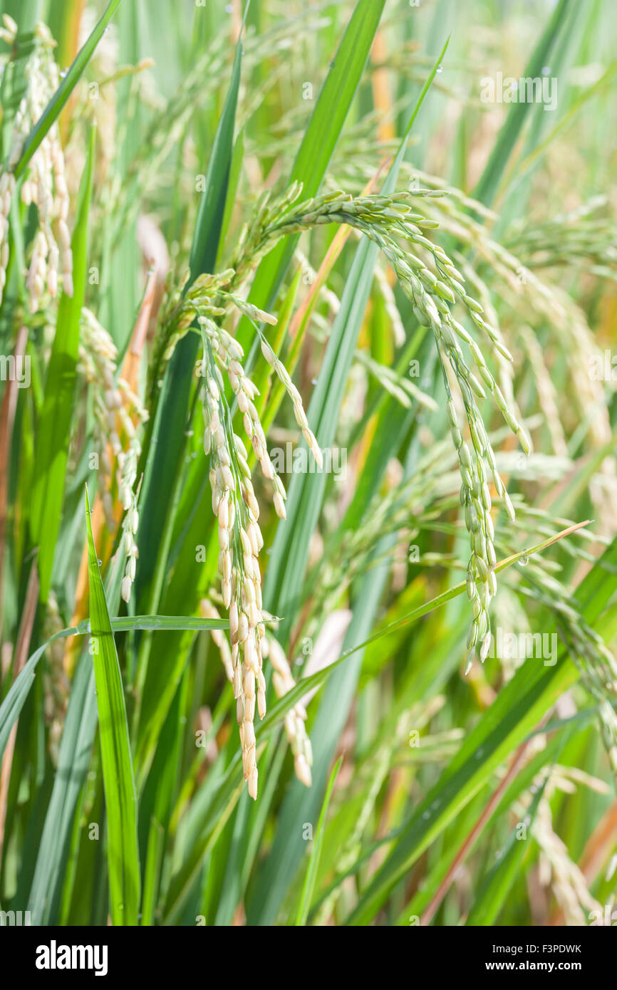 Plants De Riz Banque d'image et photos - Alamy