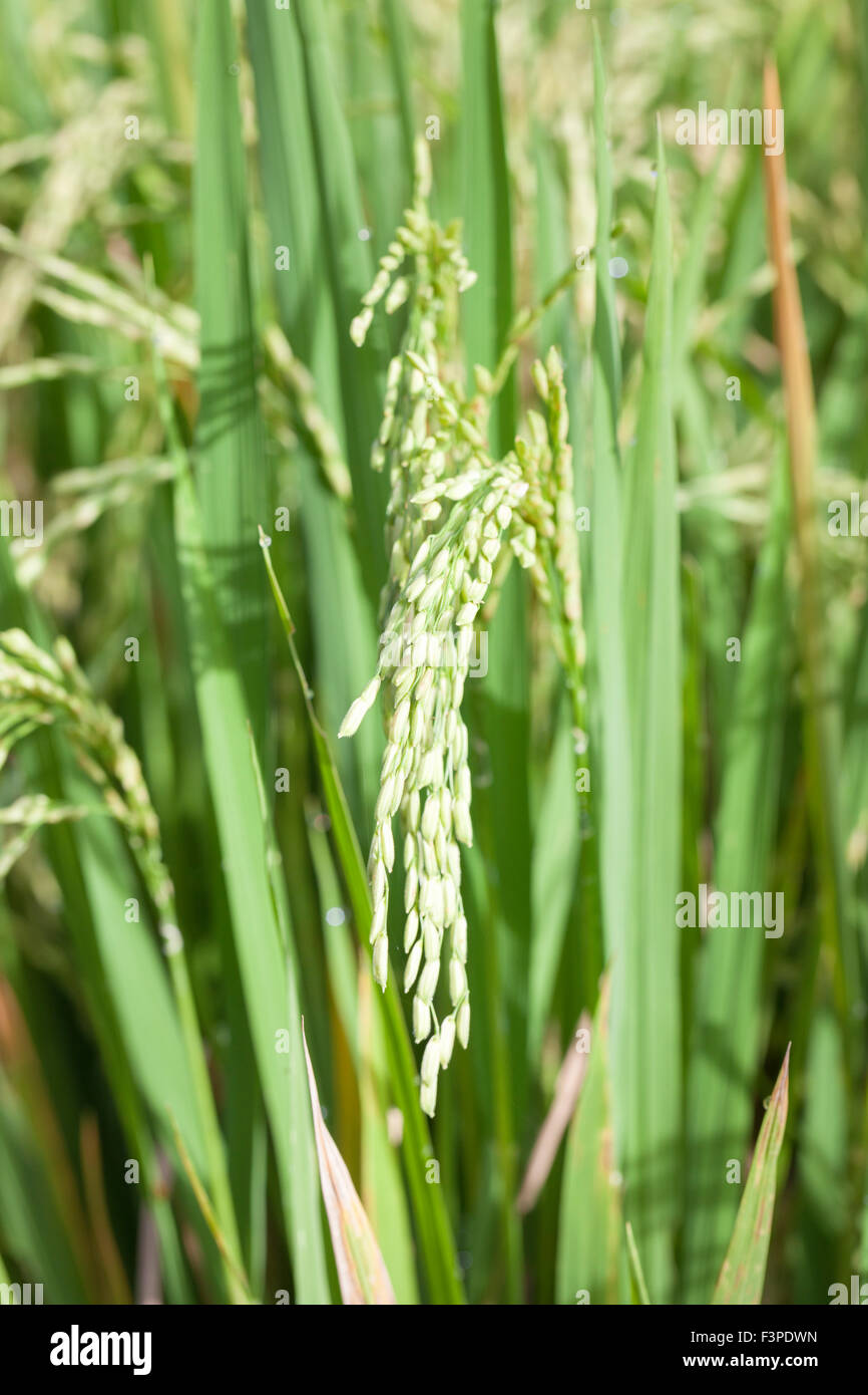 Rice plants Banque de photographies et d’images à haute résolution - Alamy