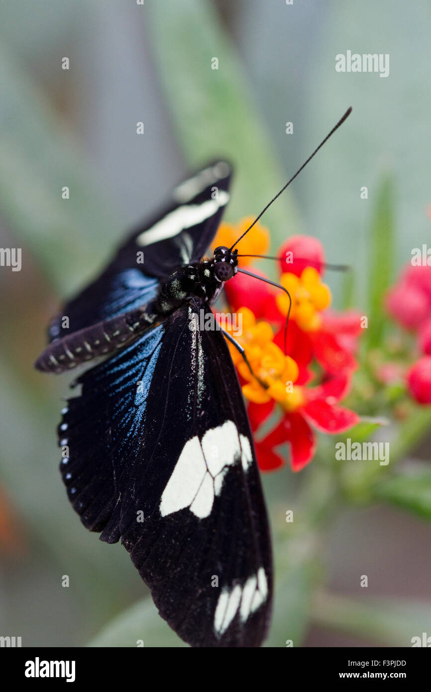 Un grand papillon Gold Music (Hypolimnas bolina) qui se nourrit d'une ...