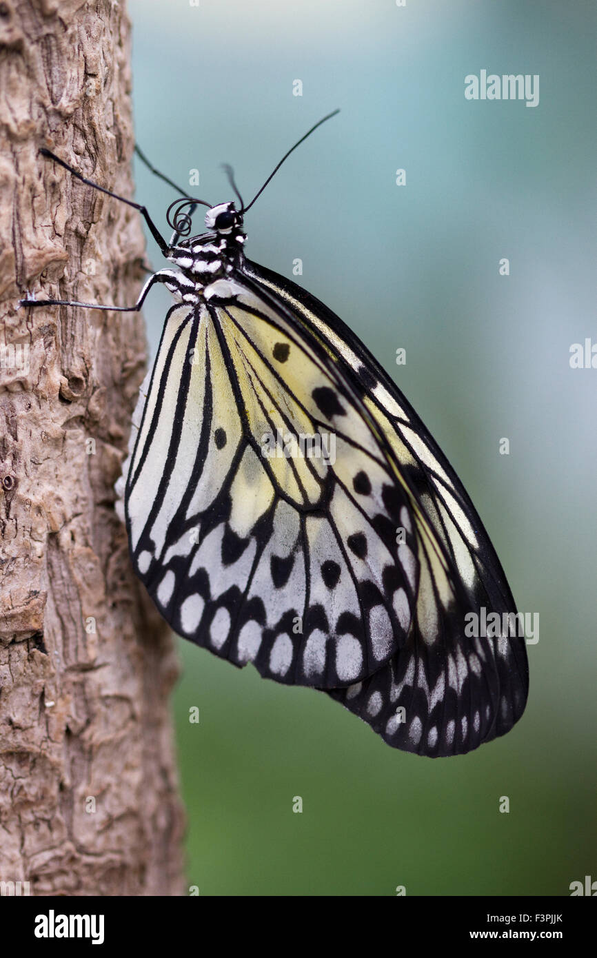 Nymphe malabar Banque de photographies et d’images à haute résolution ...