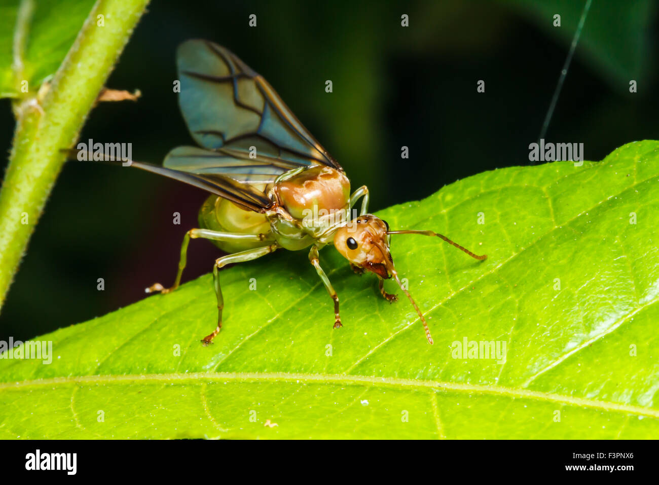 Reine des fourmis tisserandes Banque de photographies et d’images à ...