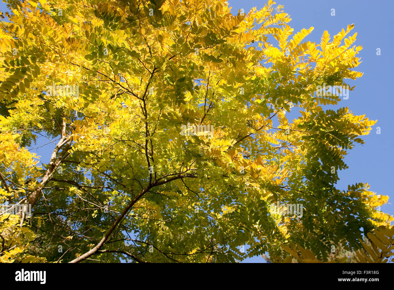Acacia robinia pseudoacacia frisia Banque de photographies et d’images ...
